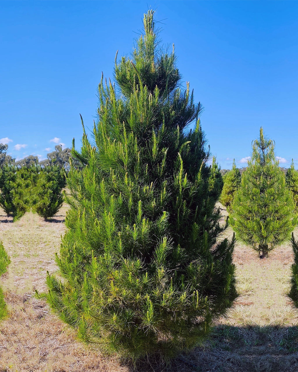 Buy a Real Christmas Tree Noosa, Sunshine Coast - 6ft, 7ft or 8ft Cut ...
